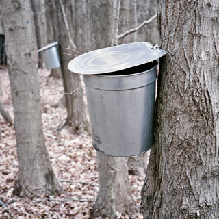 Home - Sugartree Maple Farm