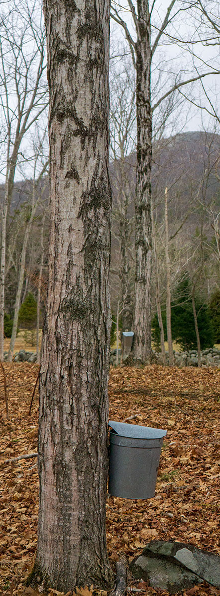 Maple Grades - Sugartree Maple Farm